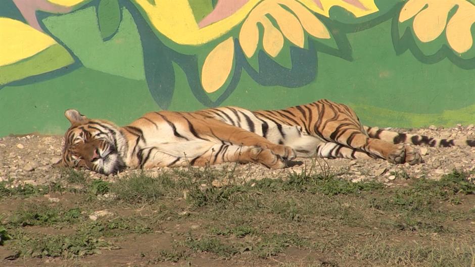 Another BiH City got a Zoo! - Sarajevo Times