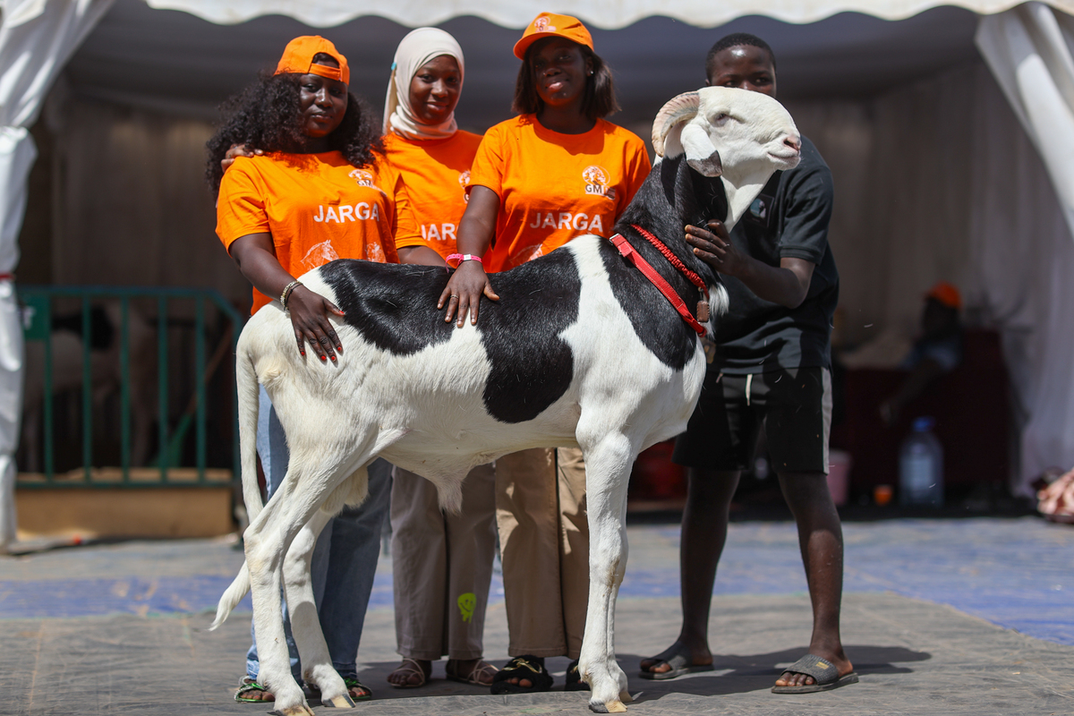 Ladoum Sheep in Senegal are sold at the Price of luxury Cars - Sarajevo ...